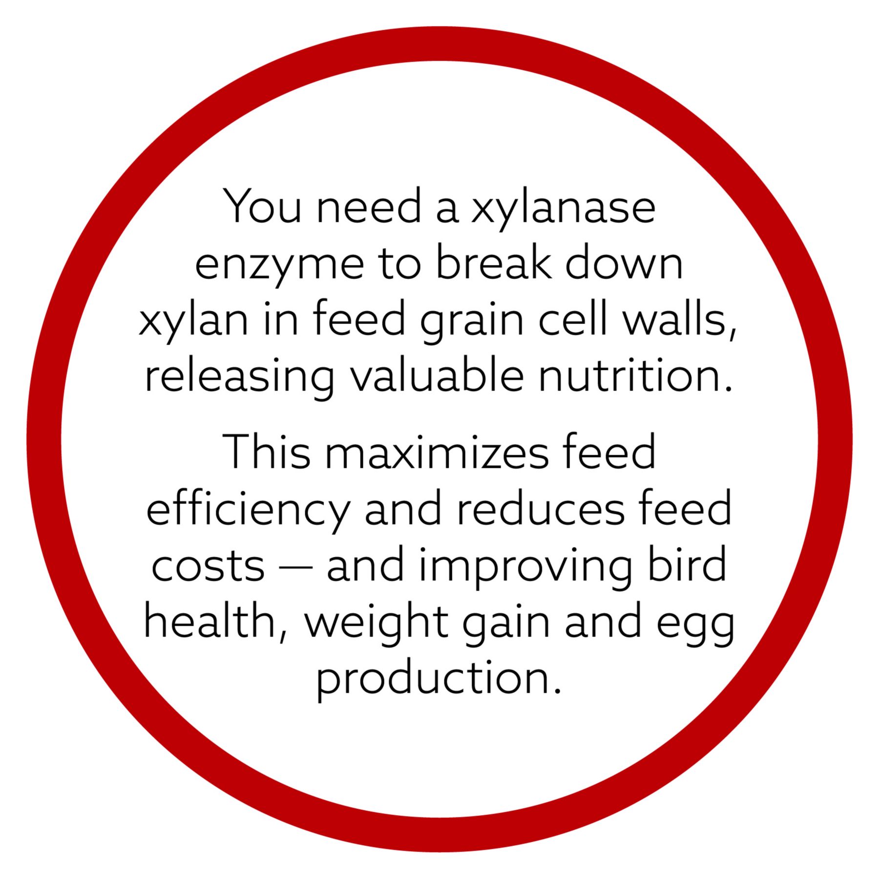Xygest™ HT Thermostable Xylanase Enzyme | Kemin Asia Pacific